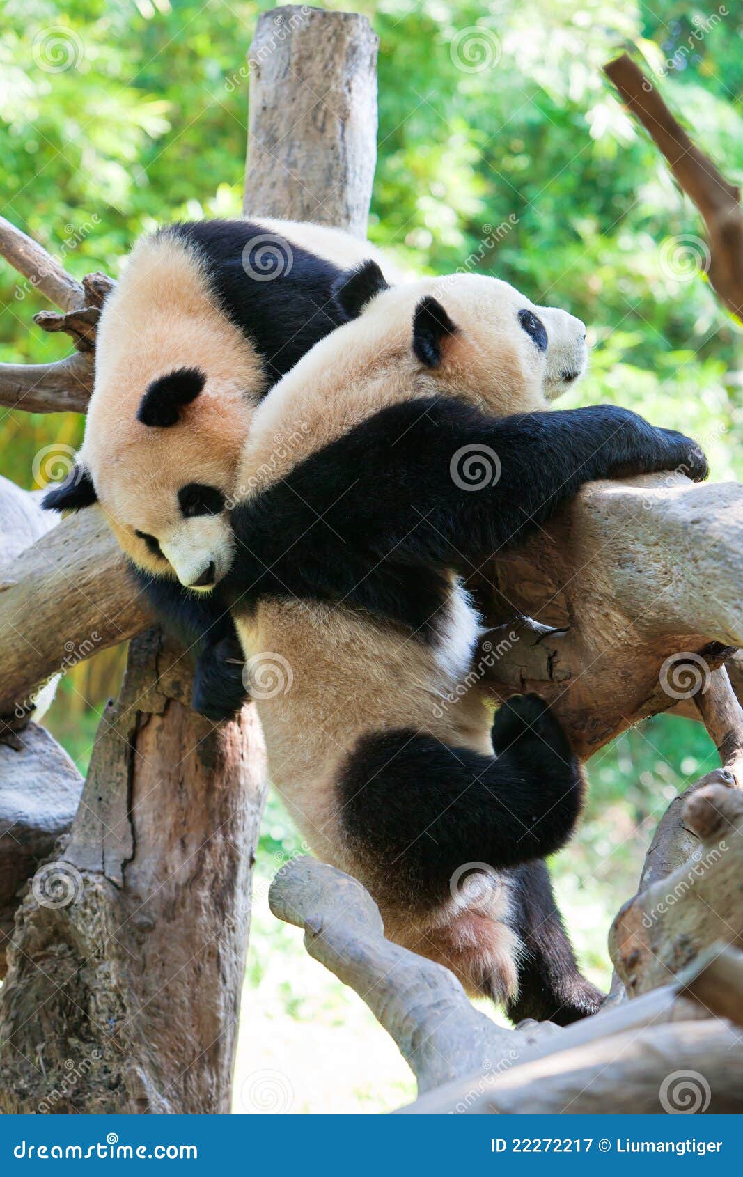 Dos pandas que juegan 2 imagen de archivo. Imagen de fondo - 22272217