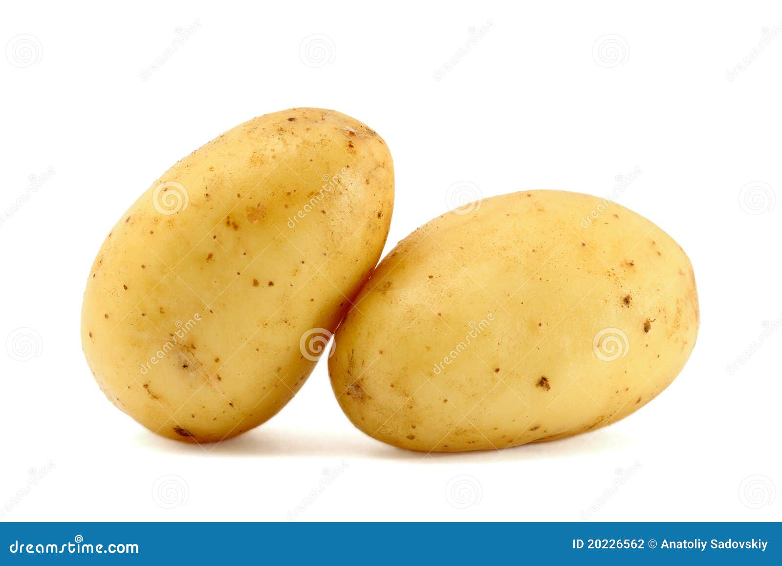 Dos patatas frescas foto de archivo. Imagen de maduro - 20226562