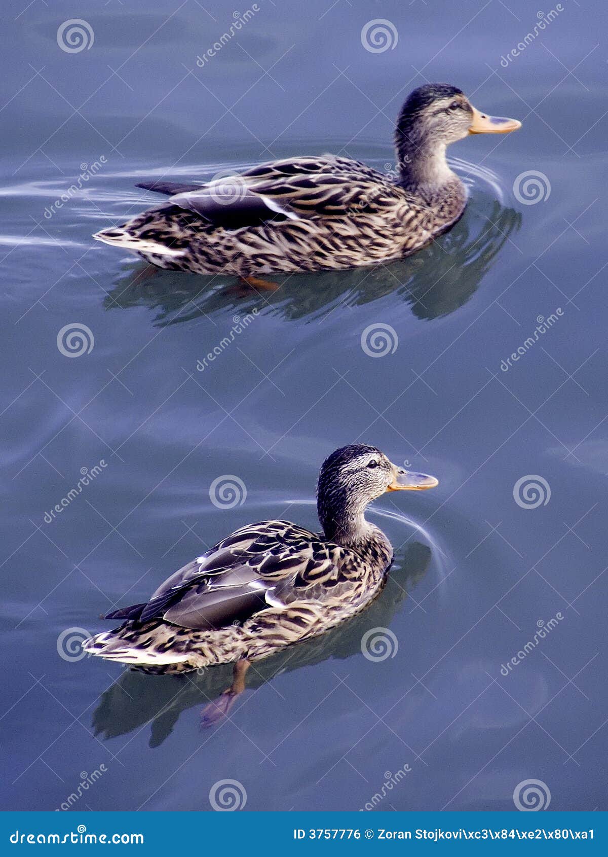 Dos patos foto de archivo. Imagen de parque, asoleado - 3757776