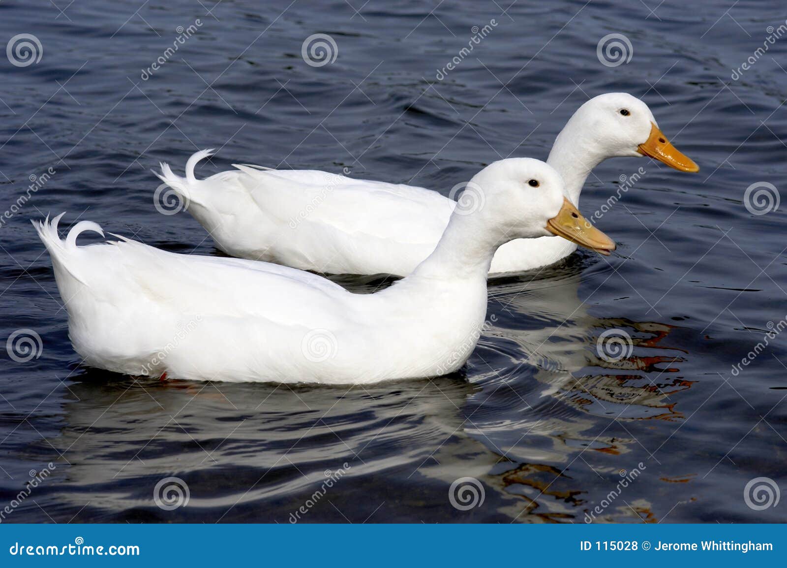 Dos patos blancos foto de archivo. Imagen de blanco, agua - 115028