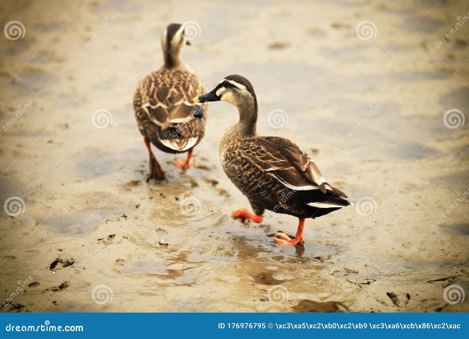 Dos patos imagen de archivo. Imagen de caminar, cubo - 176976795