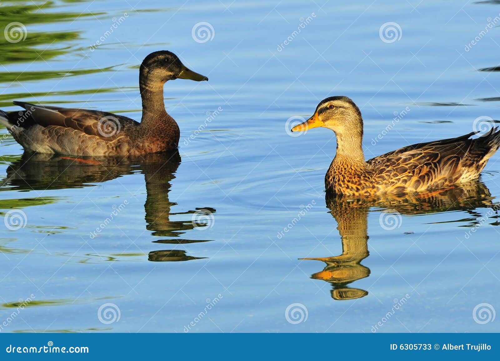 Dos patos en agua imagen de archivo. Imagen de patos, mallas - 6305733