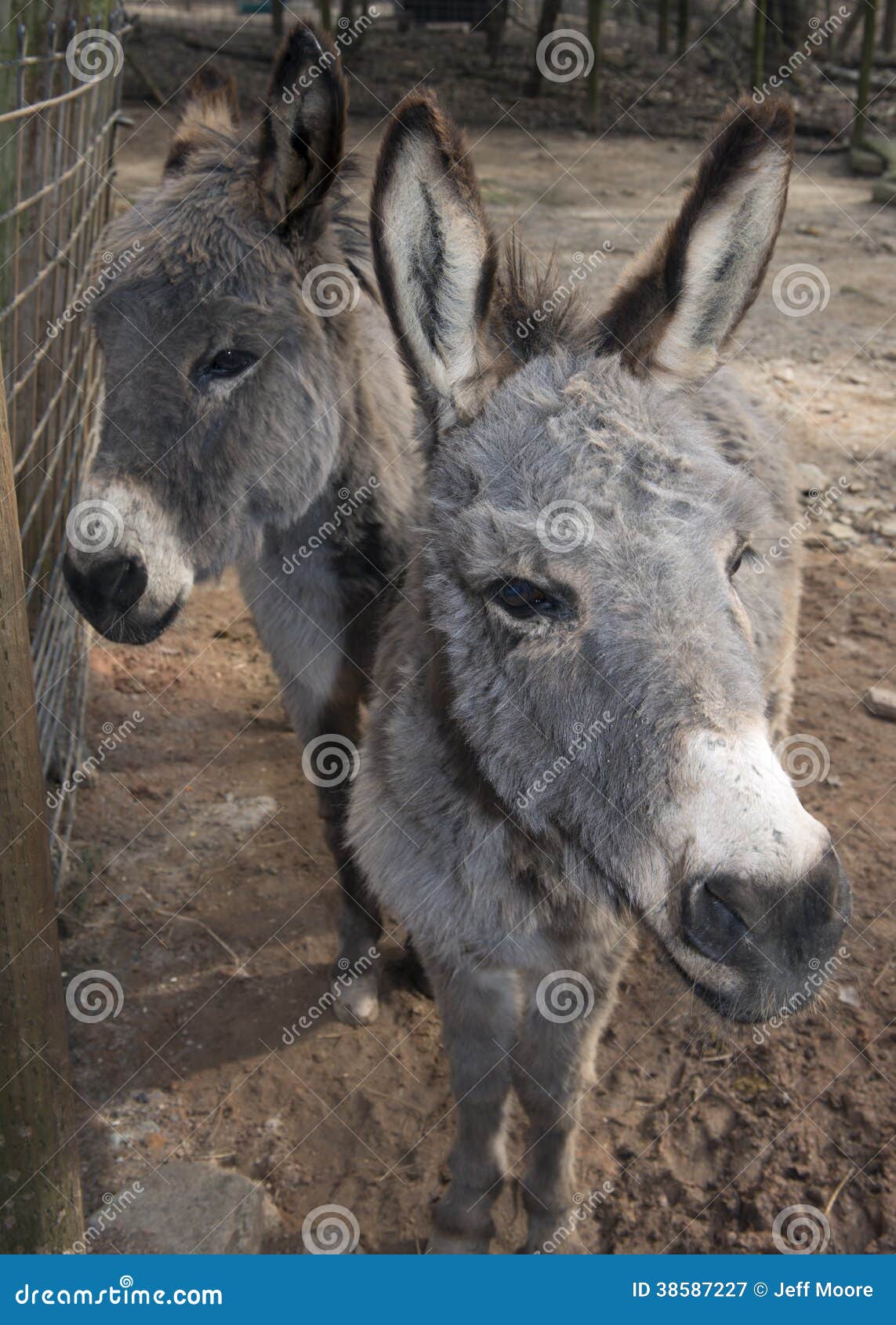 Dos pequeños burros imagen de archivo. Imagen de manteca - 38587227