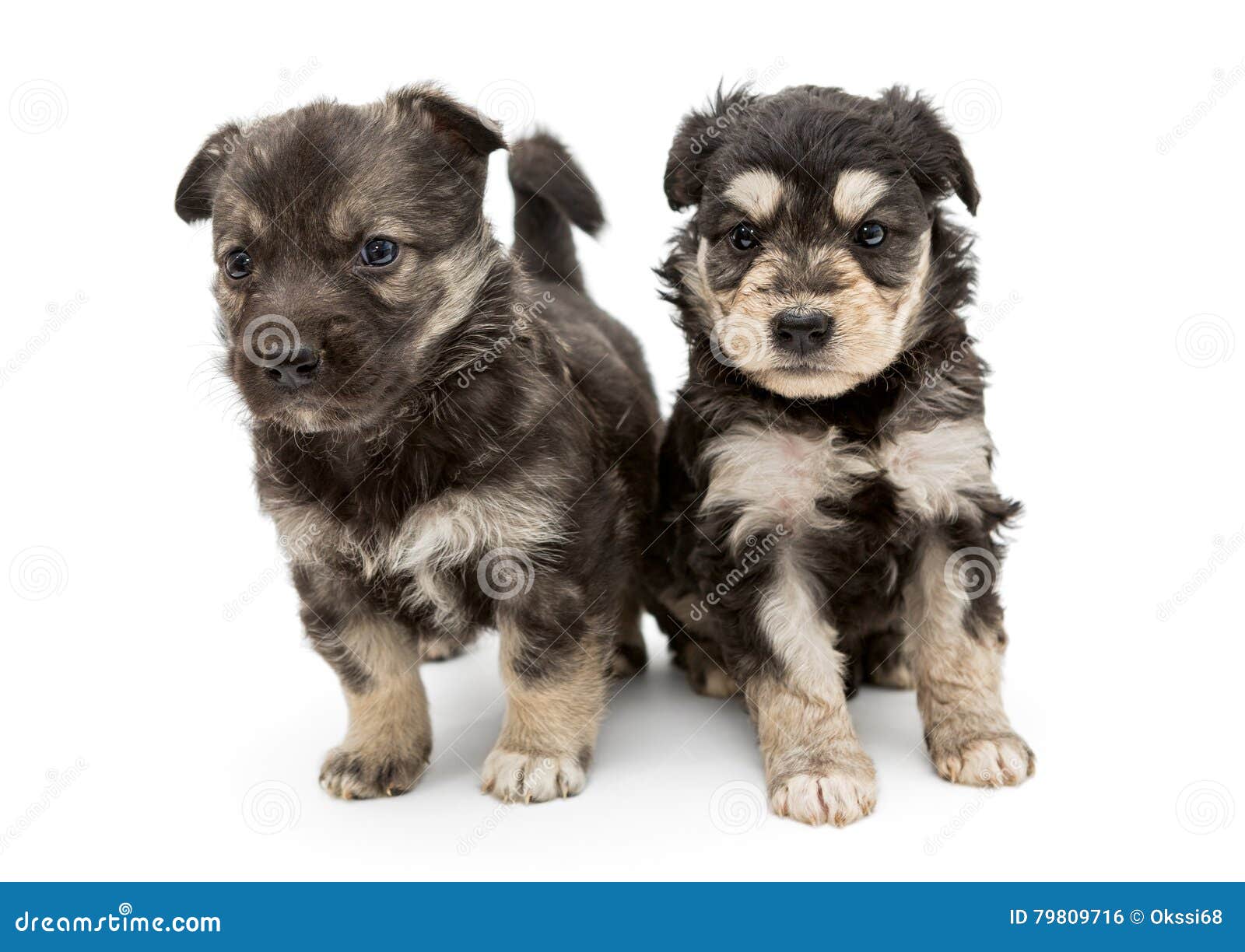 Dos Pequeños, Perrito Serio Foto de archivo - Imagen de perro, hermoso ...