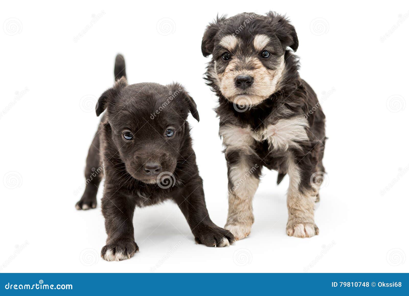 Dos Pequeños, Perrito Serio Foto de archivo - Imagen de perro ...