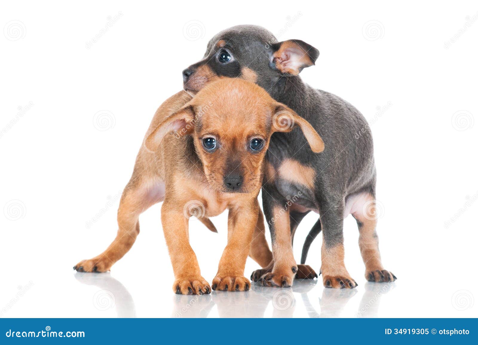 Dos Pequeños Perritos Adorables Imagen de archivo - Imagen de color ...