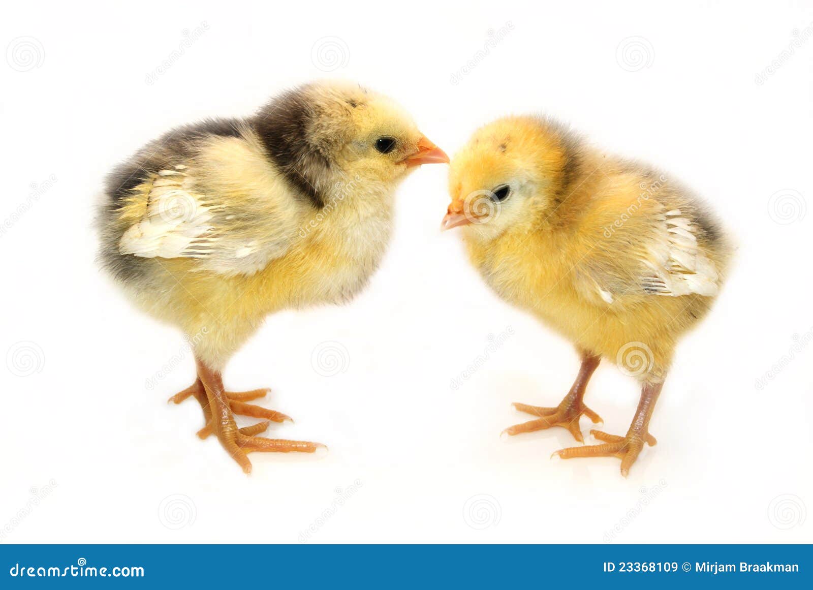 Dos pequeños pollos imagen de archivo. Imagen de colores - 23368109