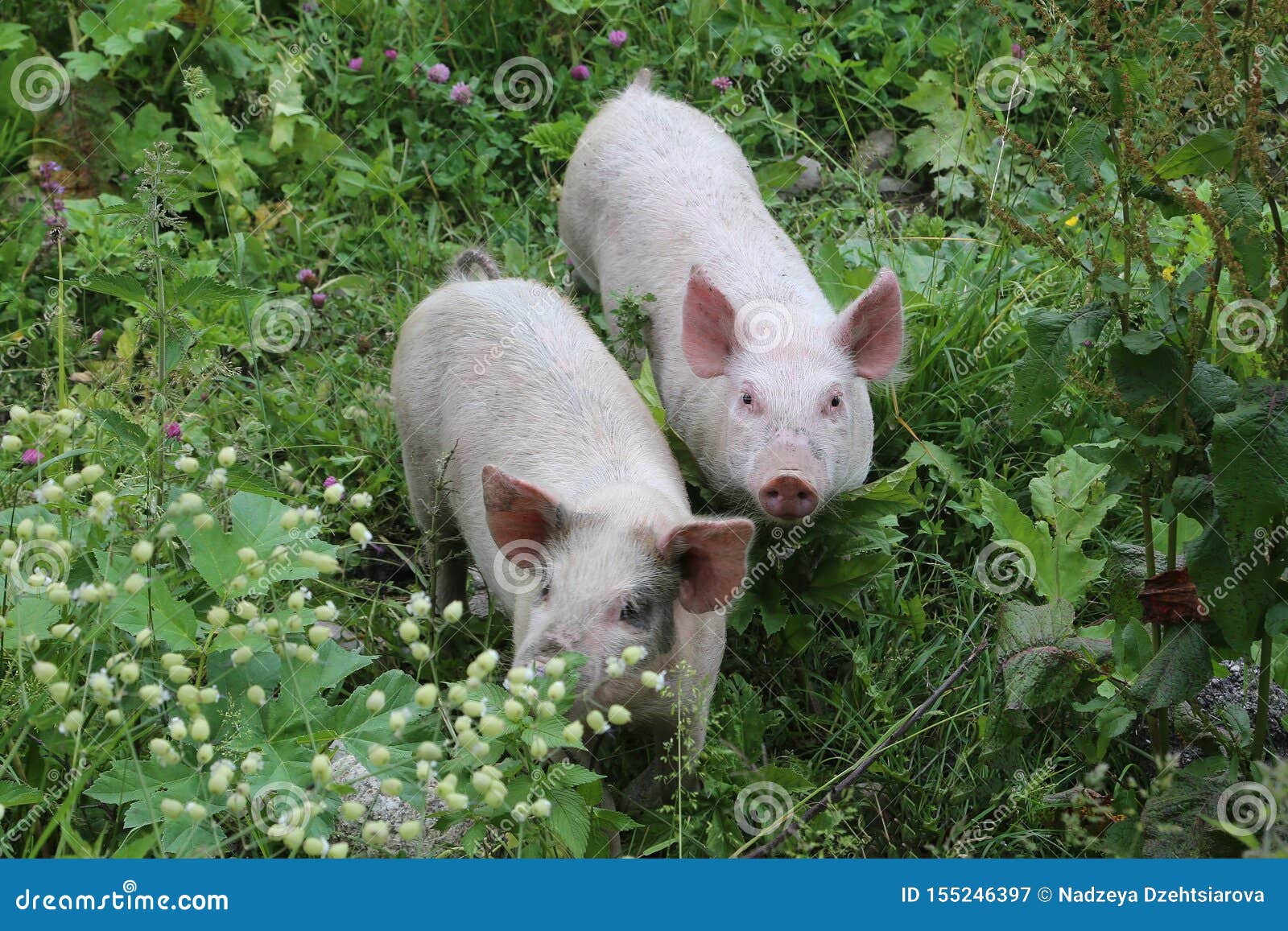 Dos peque?os cerdos imagen de archivo. Imagen de poco - 155246397