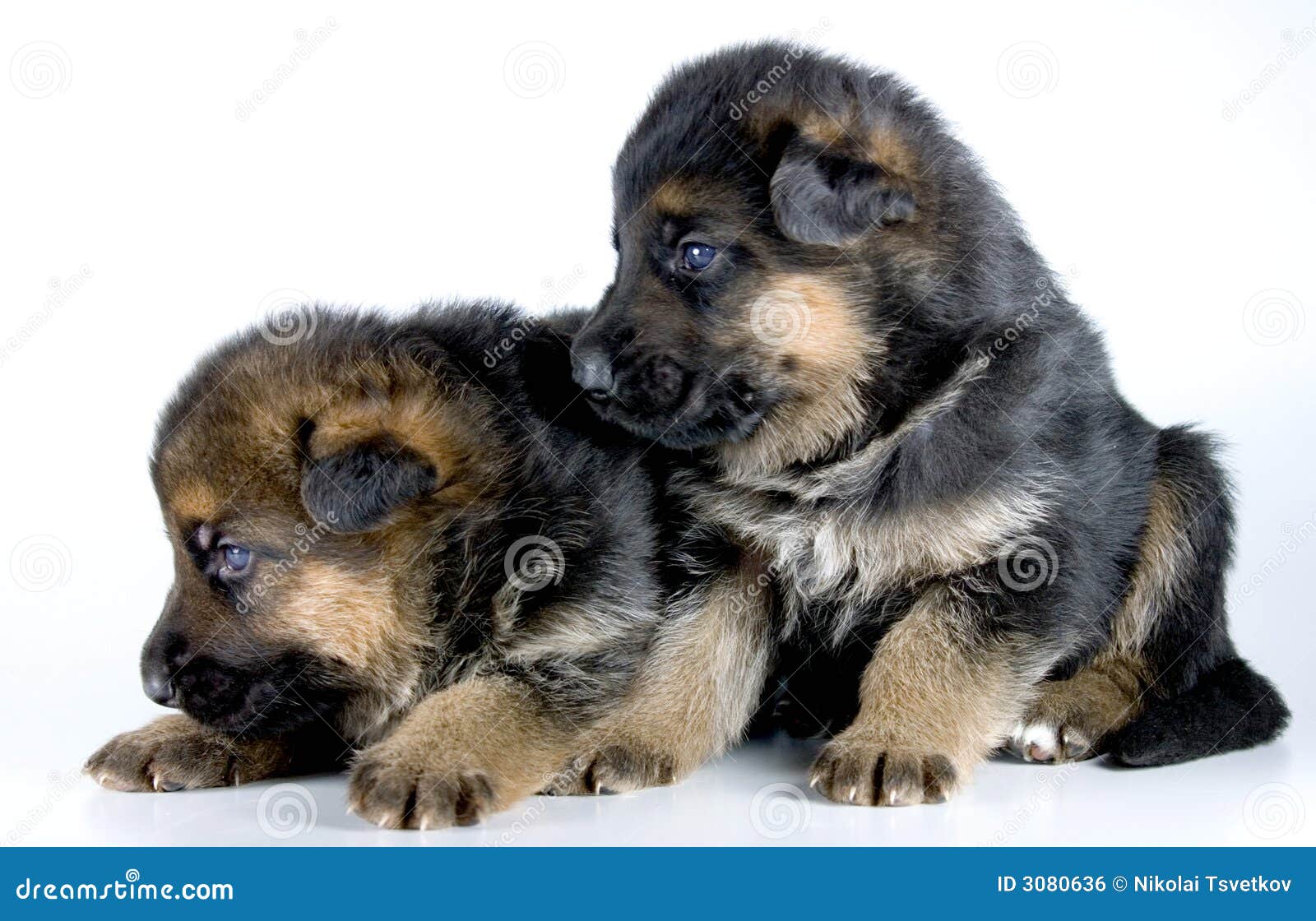 Dos perritos foto de archivo. Imagen de perro, doméstico - 3080636