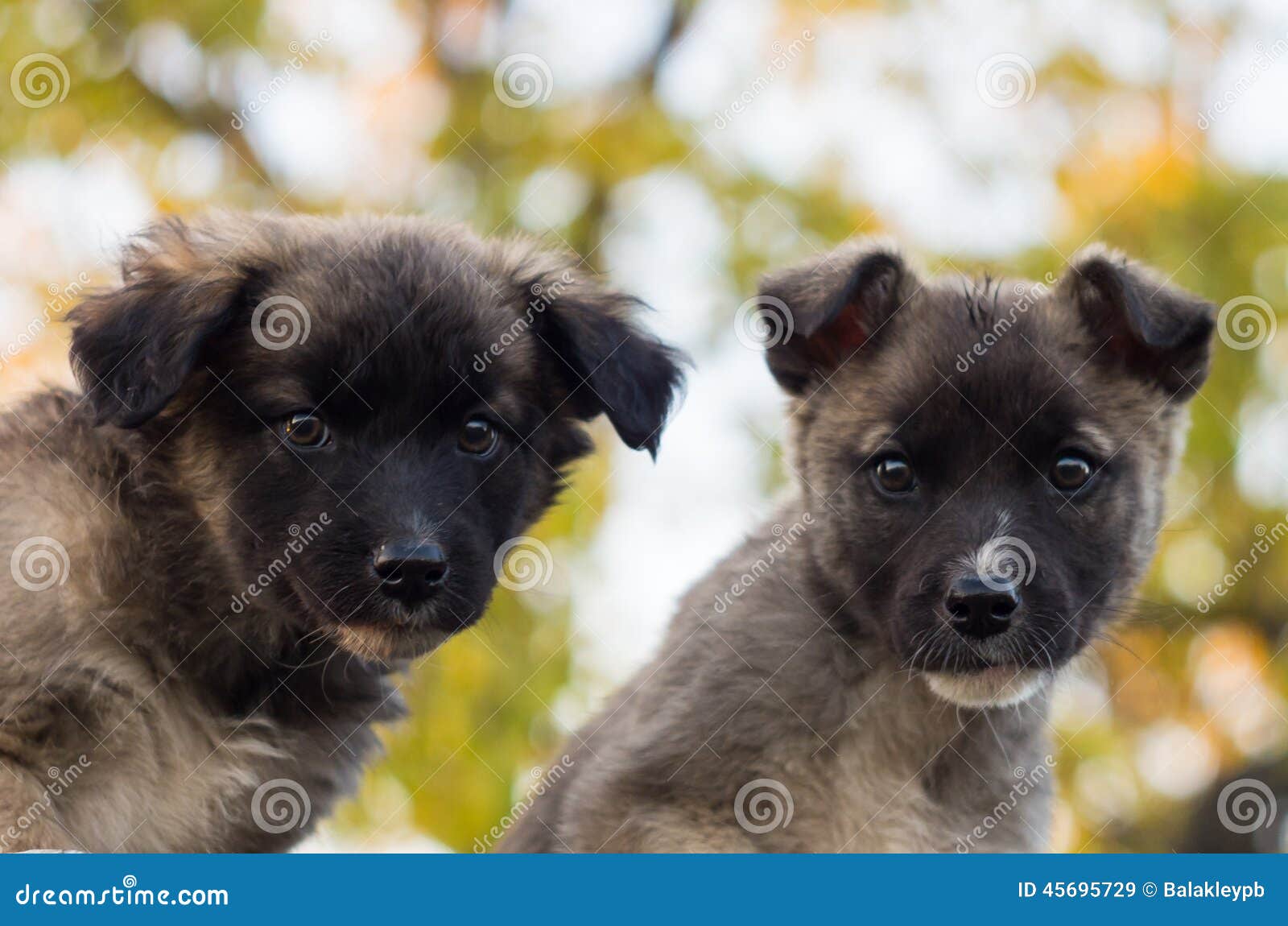 Dos perritos imagen de archivo. Imagen de mutaciones - 45695729