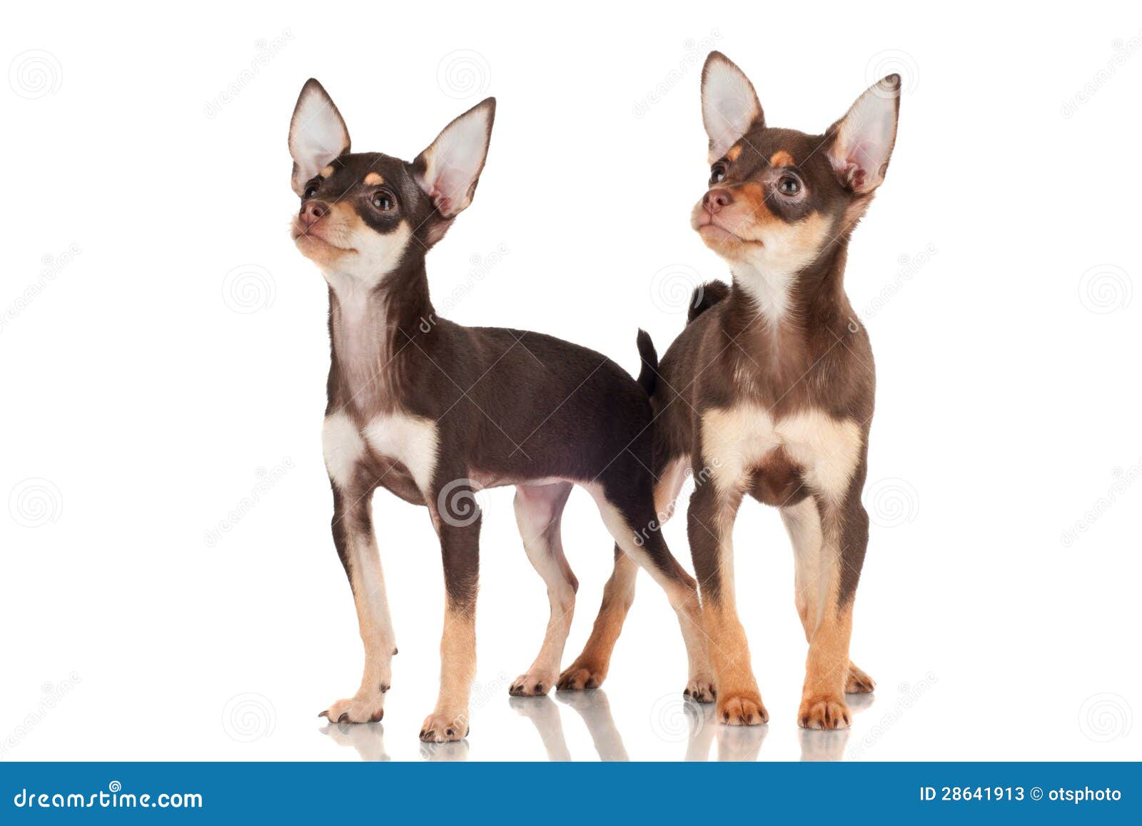 Dos Perritos Adorables Junto Imagen de archivo - Imagen de cuidado ...