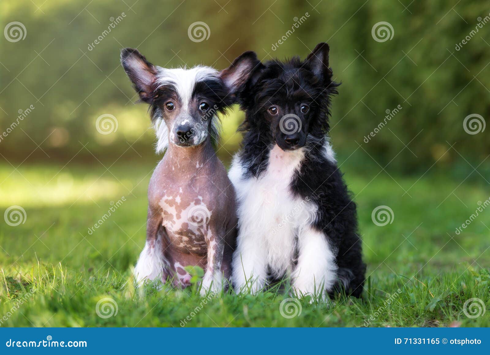 Dos Perritos Con Cresta Chinos Que Se Sientan Junto Imagen de archivo ...