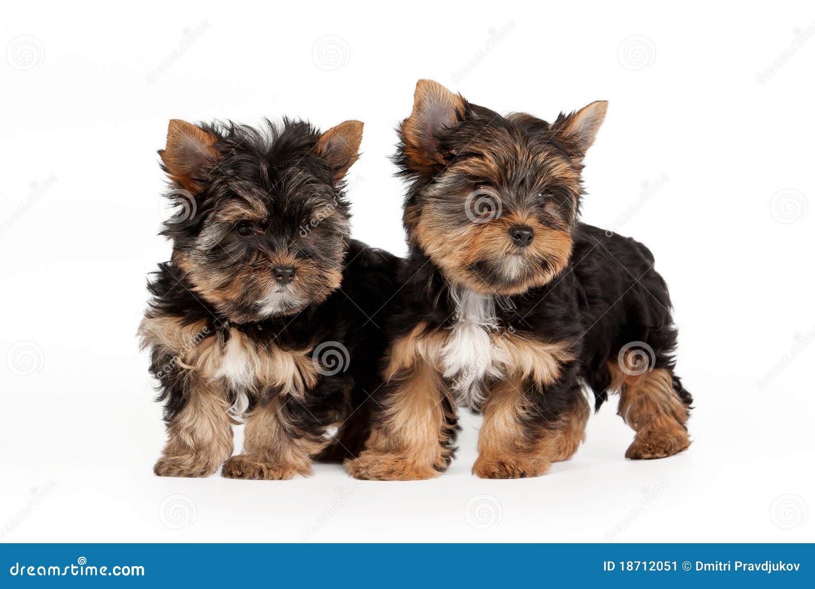 Dos perritos de Yorkie imagen de archivo. Imagen de joven - 18712051