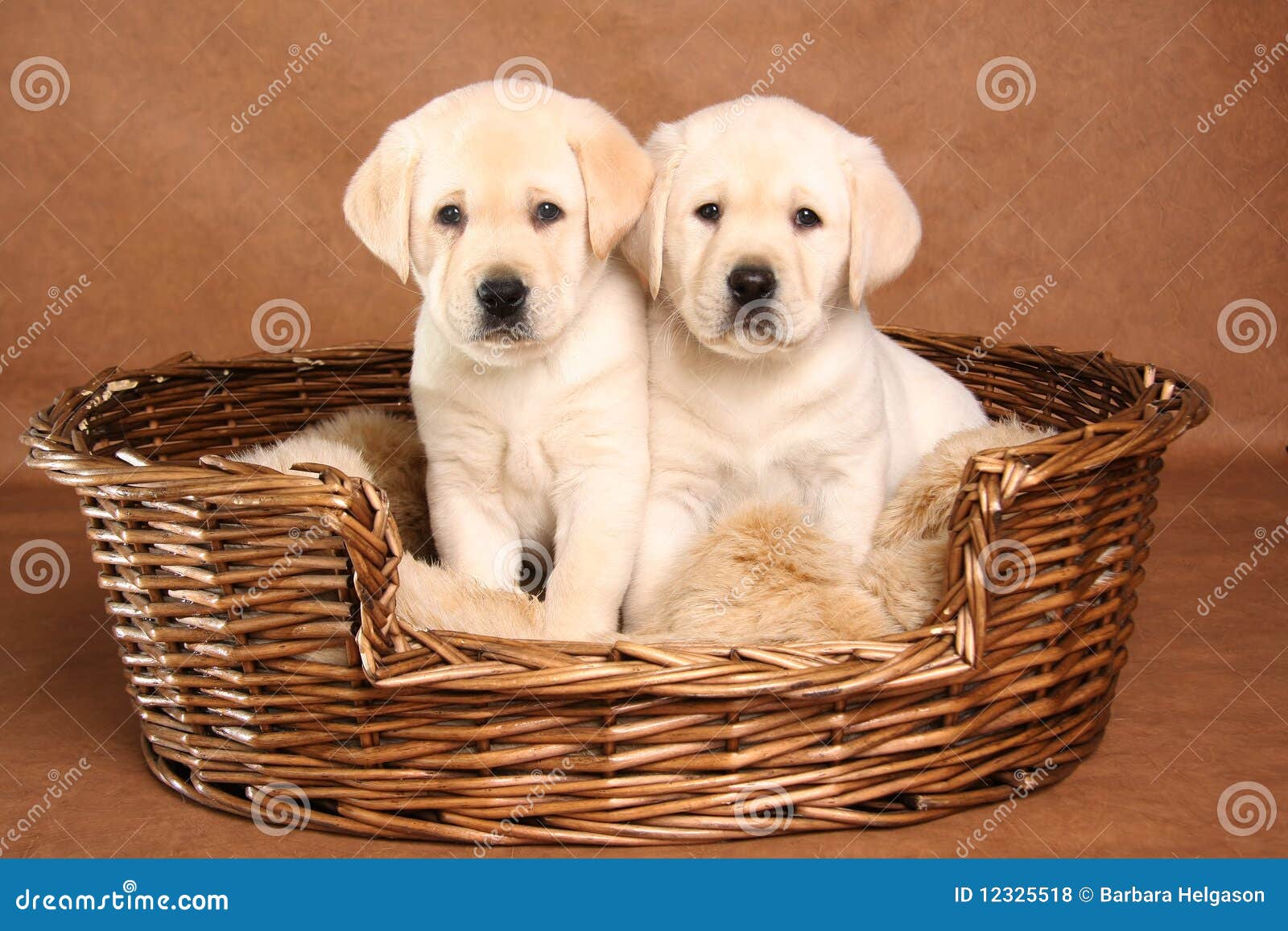 Dos Perritos Del Laboratorio Foto de archivo - Imagen de piel, canino ...