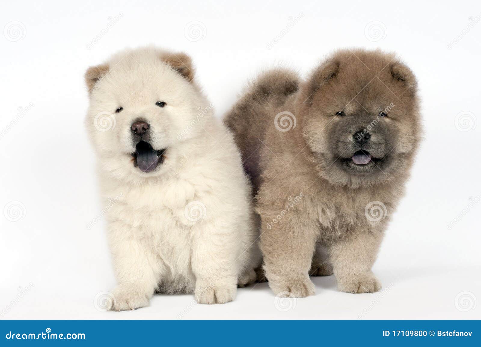 Dos Perritos Del Perro Chino De Perro Chino. Foto de archivo - Imagen ...