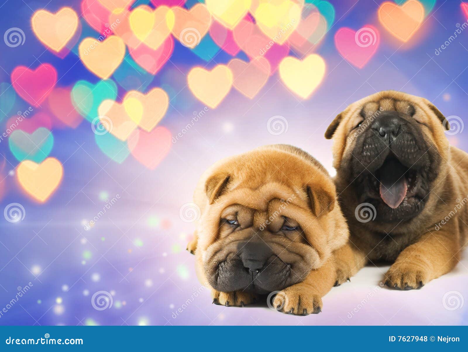 Dos Perritos Del Shar-pei En Amor Foto de archivo - Imagen de ...
