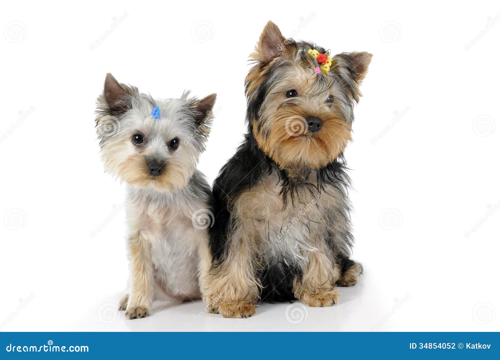 Dos Perritos Del Terrier De Yorkshire Foto de archivo - Imagen de casta ...