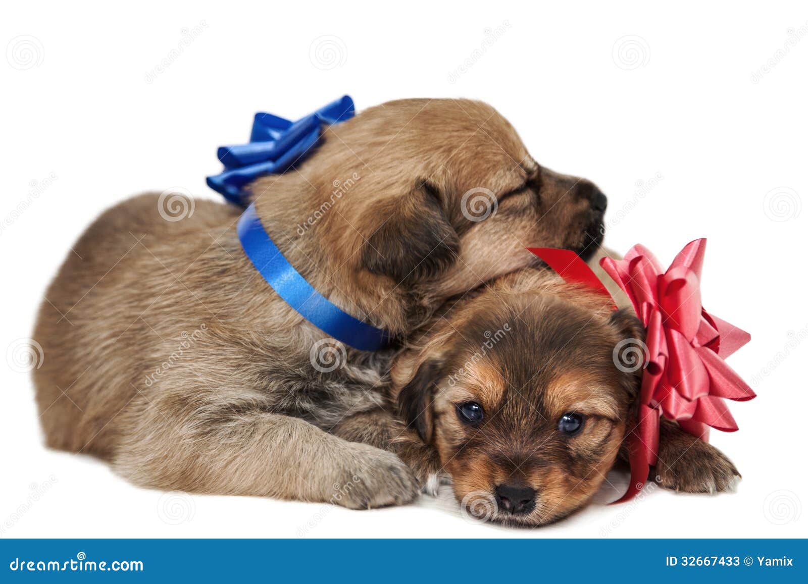 Dos perritos en amor imagen de archivo. Imagen de sentada - 32667433