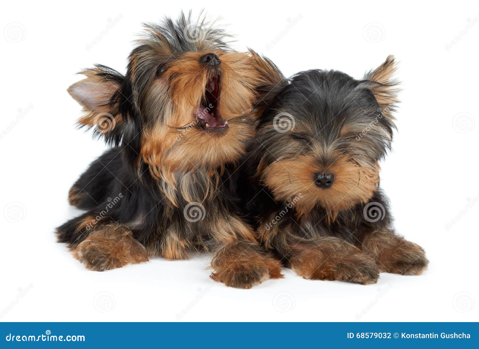 Dos perritos en blanco foto de archivo. Imagen de excelente - 68579032