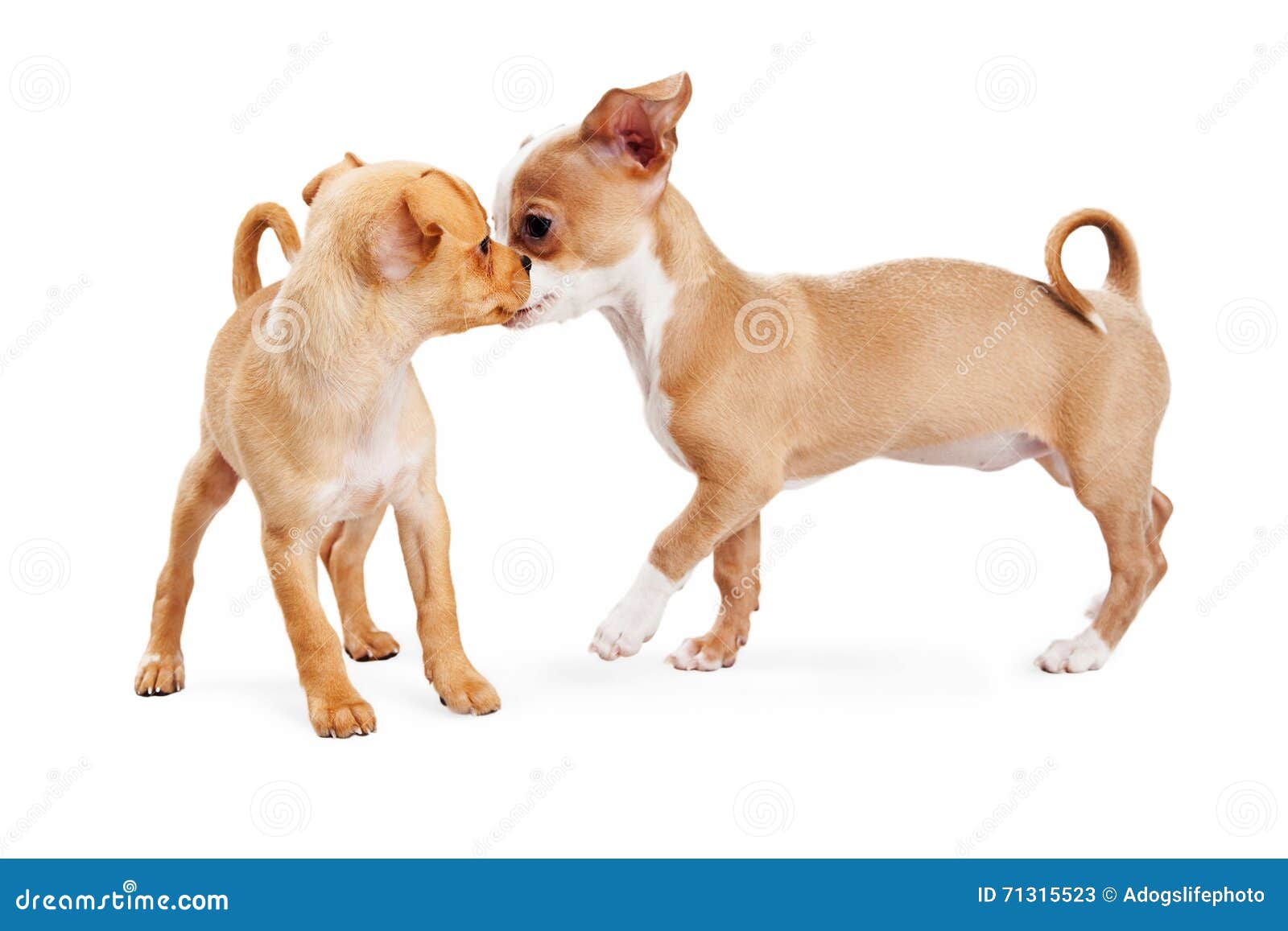 Dos Perritos Juguetones Que Se Saludan Imagen de archivo - Imagen de ...