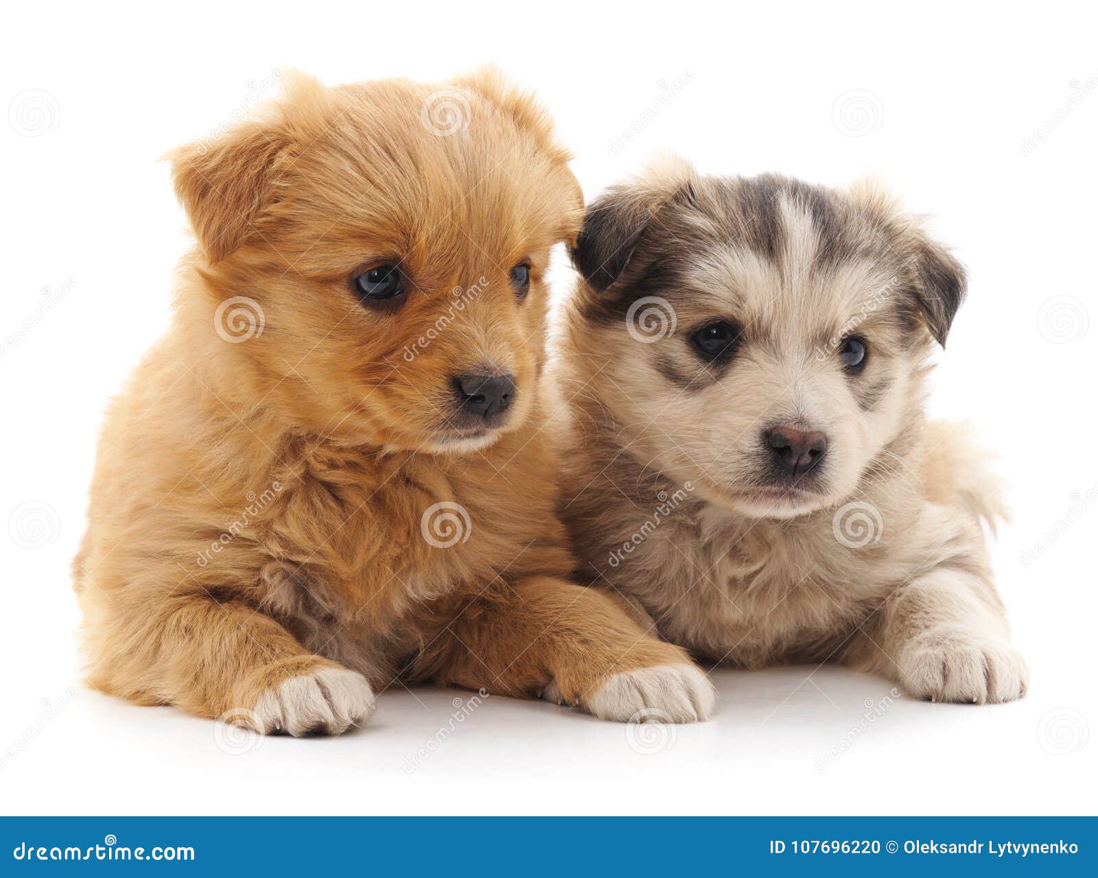 Dos perritos lindos foto de archivo. Imagen de grupo - 107696220