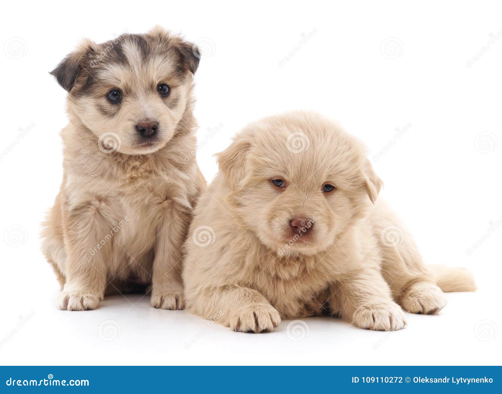 Dos perritos lindos foto de archivo. Imagen de blanco - 109110272