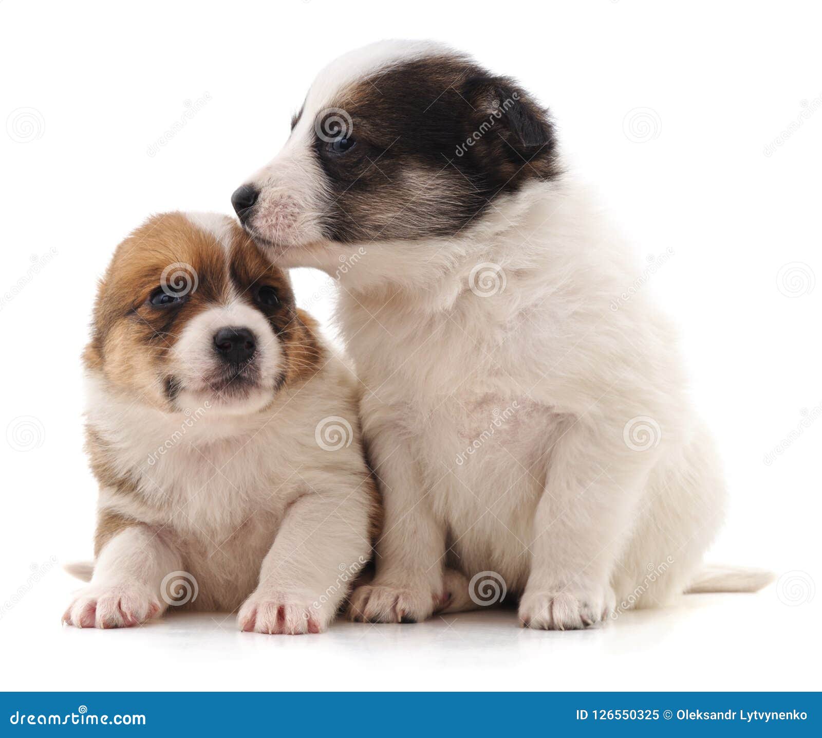 Dos perritos lindos imagen de archivo. Imagen de amistad - 126550325