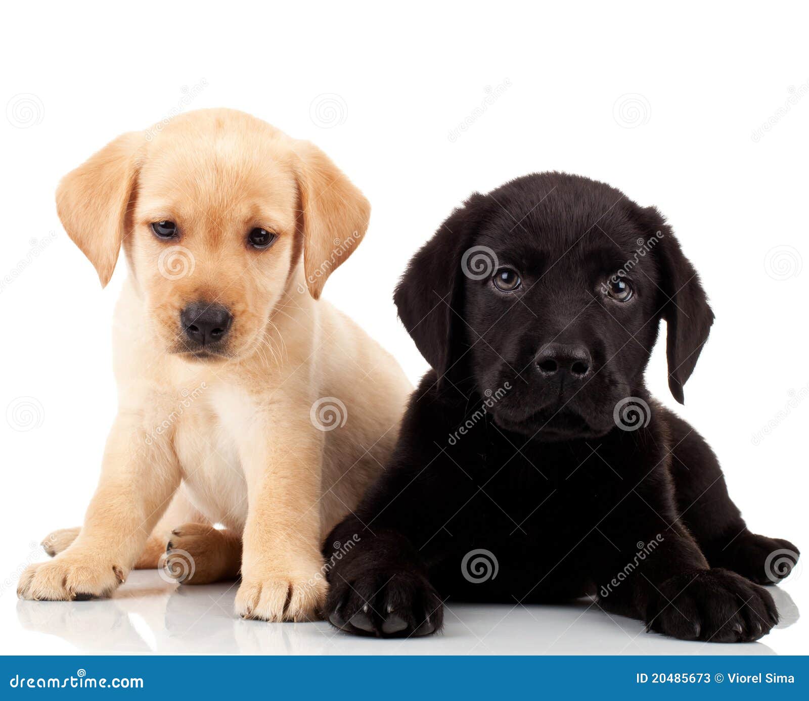 Dos Perritos Lindos De Labrador Imagen de archivo - Imagen de tendiente ...