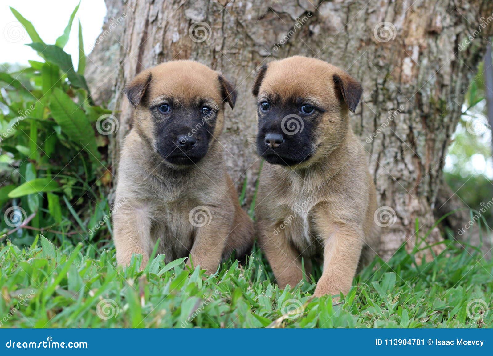 Dos Perritos Lindos Que Se Sientan Junto Imagen de archivo - Imagen de ...