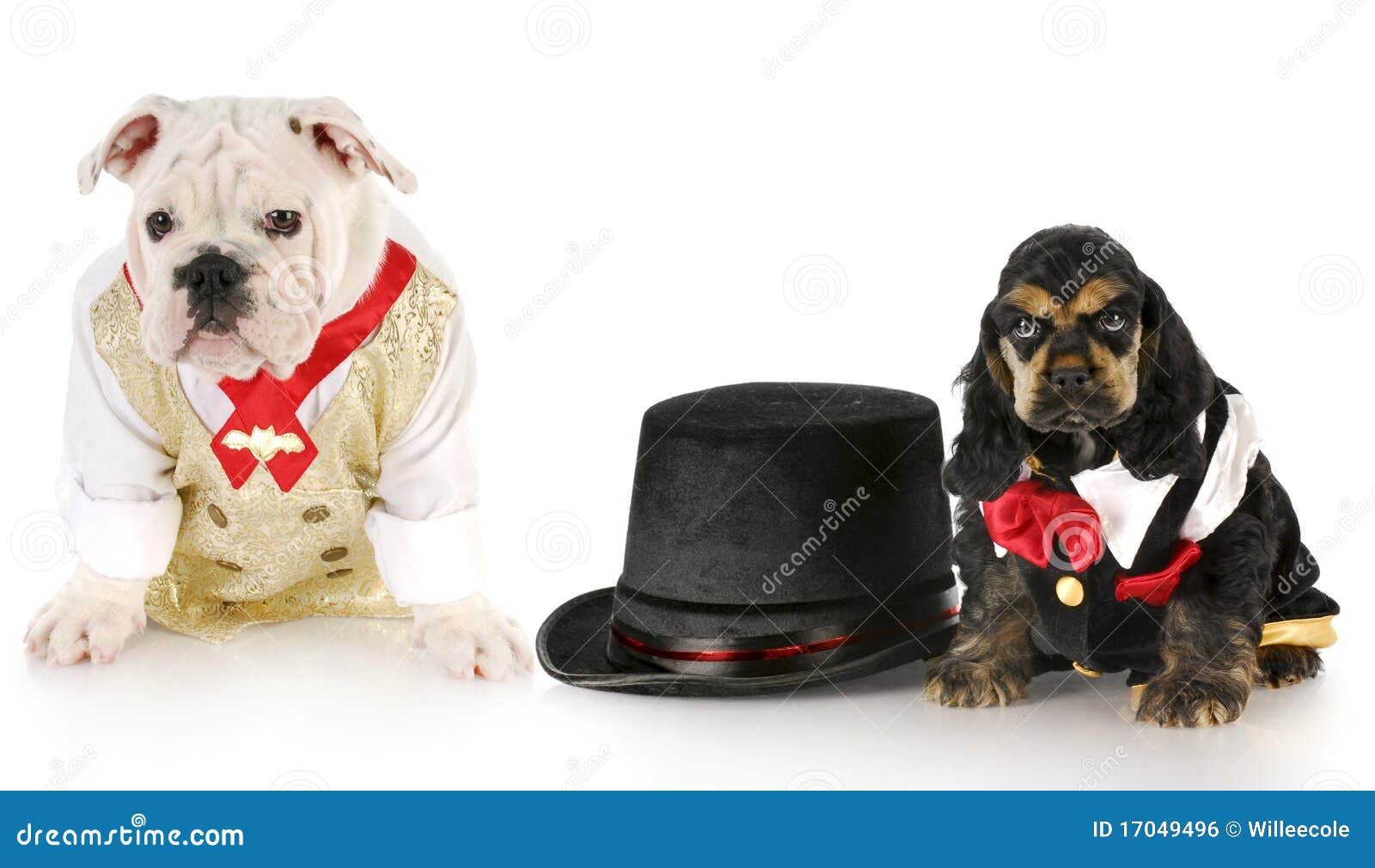 Dos perritos masculinos foto de archivo. Imagen de lindo - 17049496