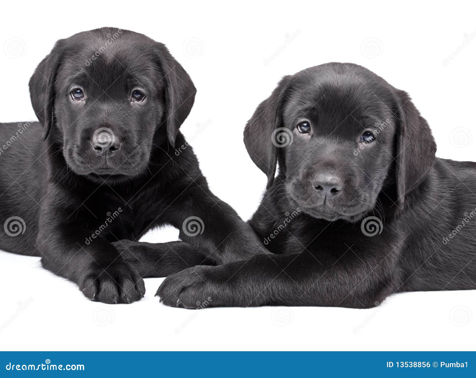 Dos Perritos Negros De Labrador Foto de archivo - Imagen de peludo ...