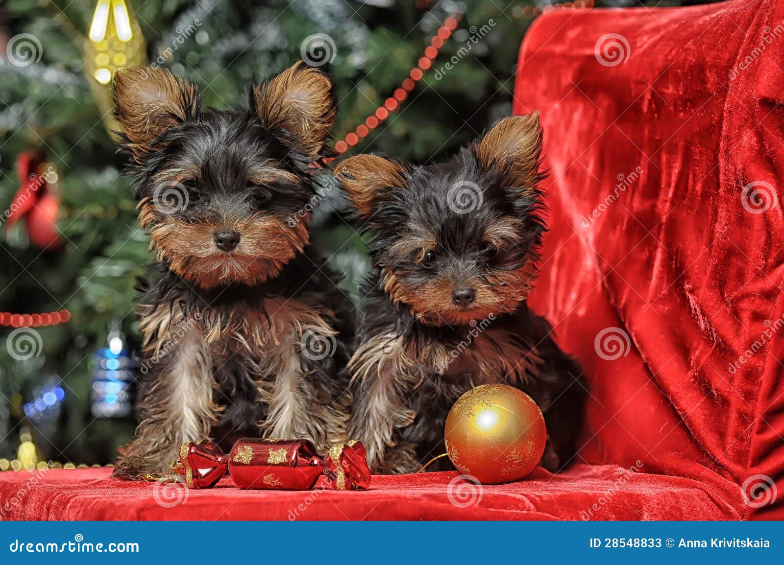 Dos perritos York imagen de archivo. Imagen de casta - 28548833