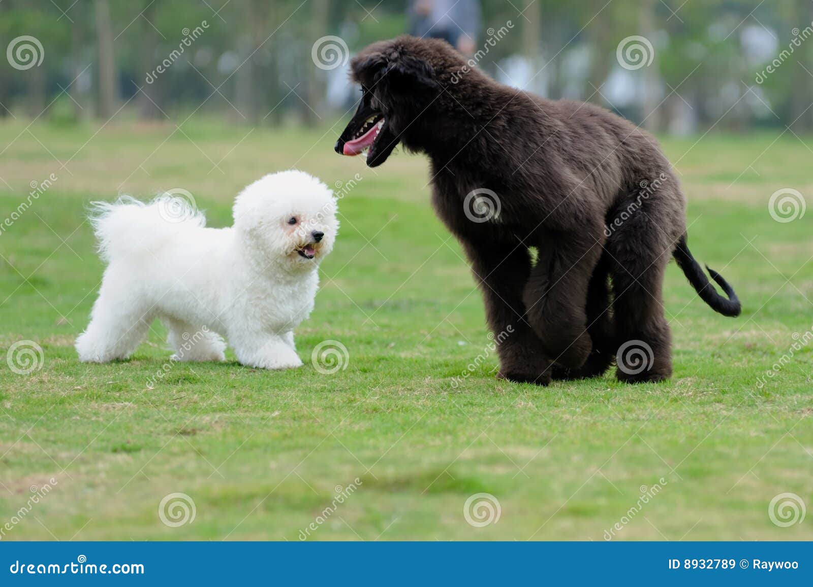 Dos perros imagen de archivo. Imagen de amigo, canino - 8932789