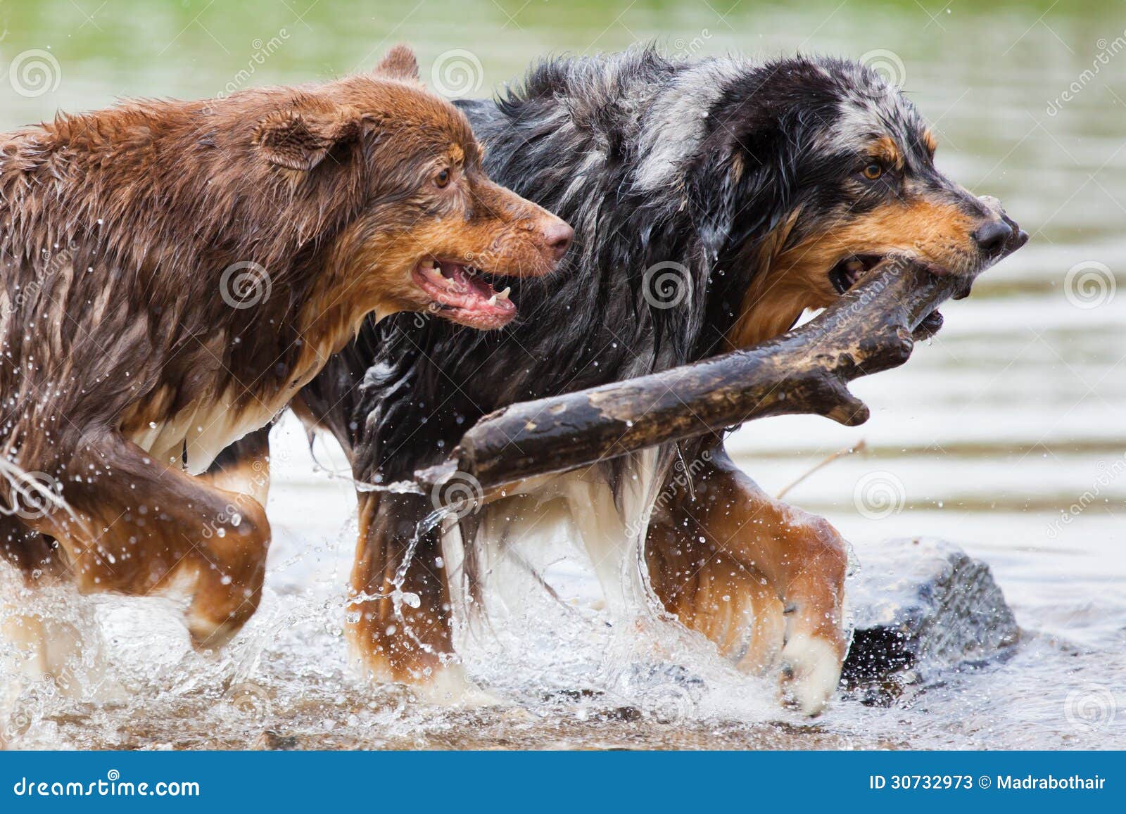 Dos perros corrientes imagen de archivo. Imagen de mascotas - 30732973