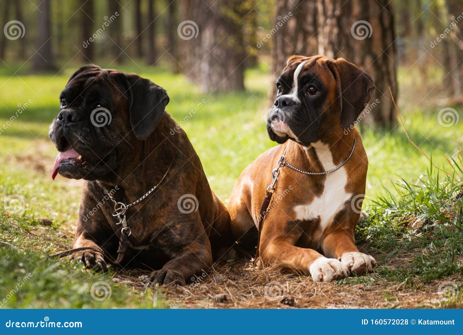 Dos Perros De Raza Boxer AlemÃ¡n Foto de archivo - Imagen de lindo ...