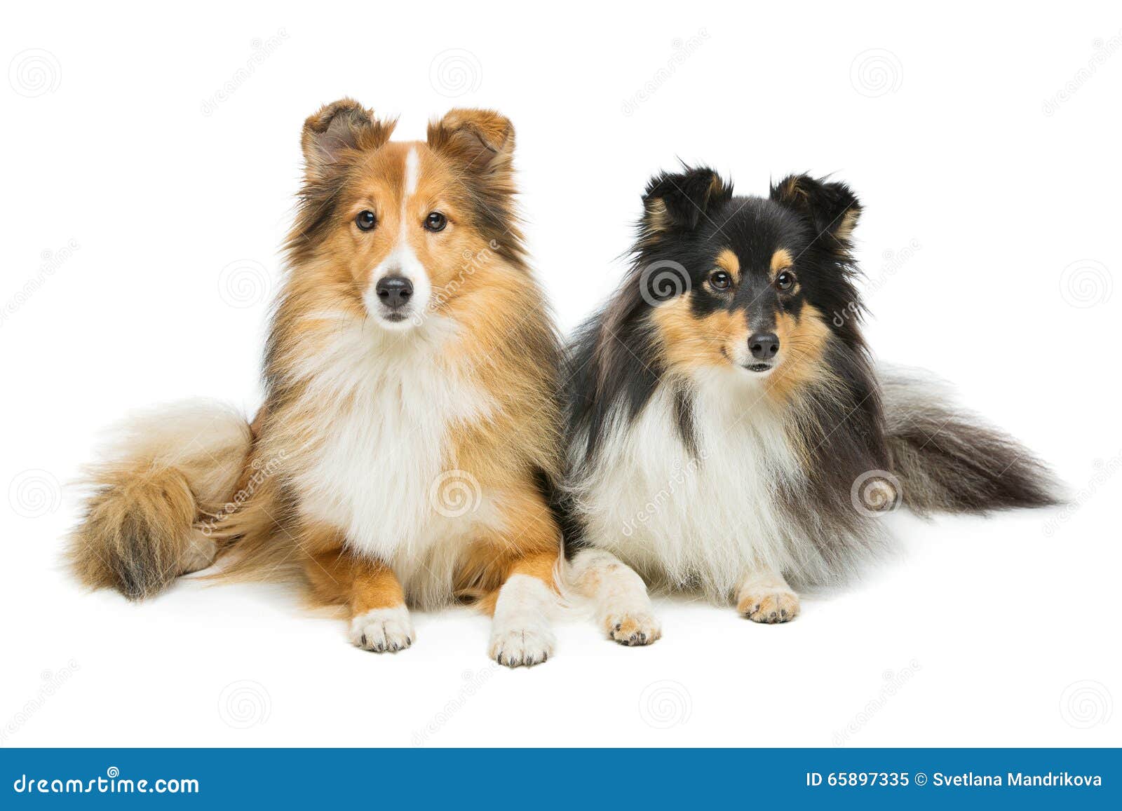 Dos perros de Sheltie imagen de archivo. Imagen de amigos - 65897335
