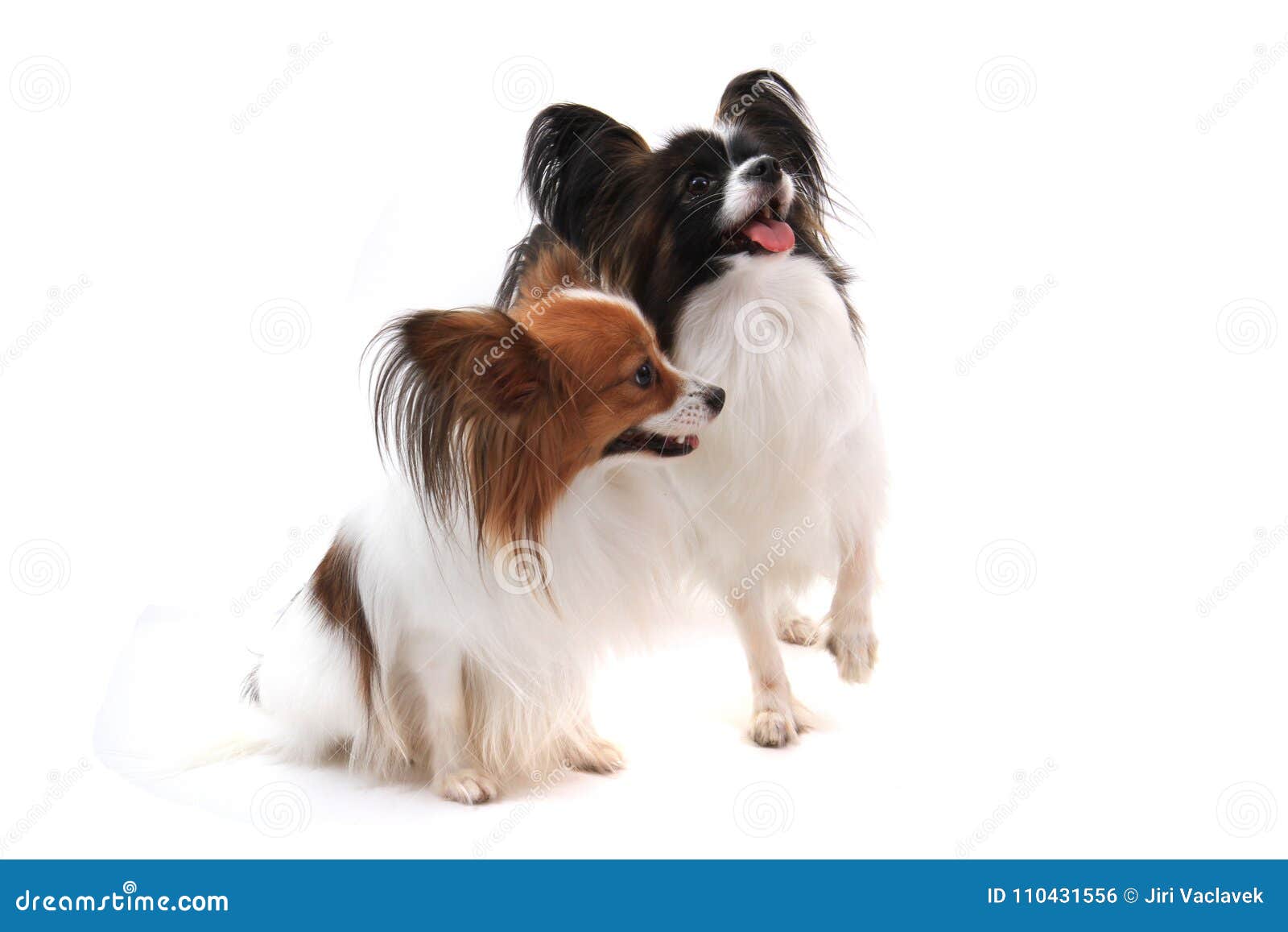 Dos Perros Del Papillon Aislados Foto de archivo - Imagen de hembra ...