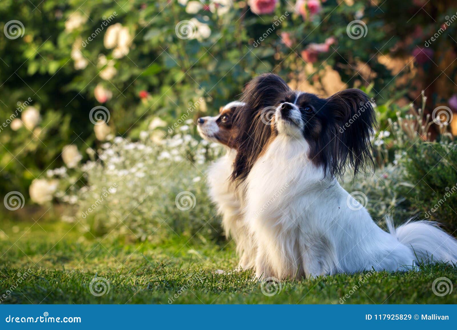 Dos Perros Del Papillon De La Raza Imagen de archivo - Imagen de parque ...