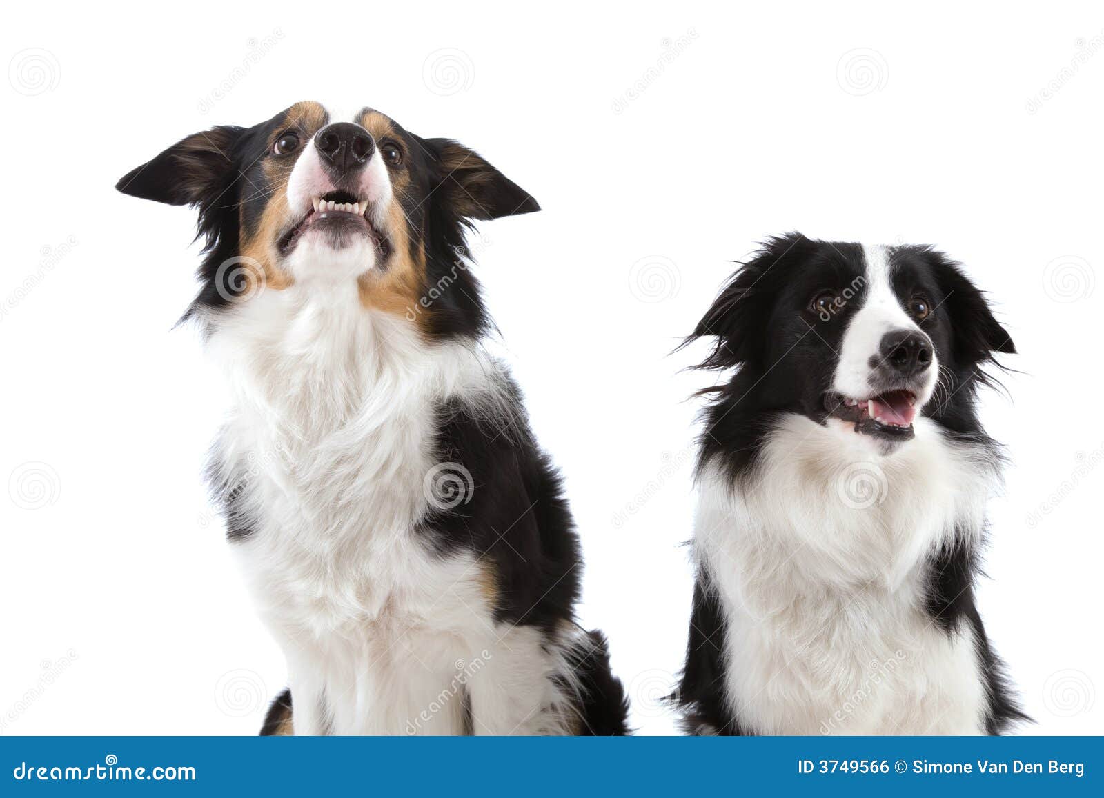 Dos perros felices foto de archivo. Imagen de perros, frontera - 3749566