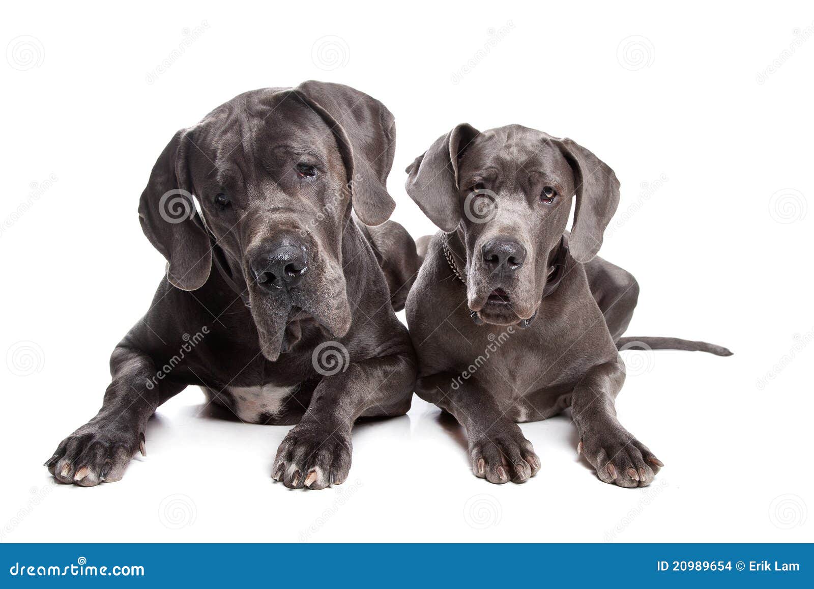 Dos Perros Grises Del Gran Danés Foto de archivo - Imagen de temas ...