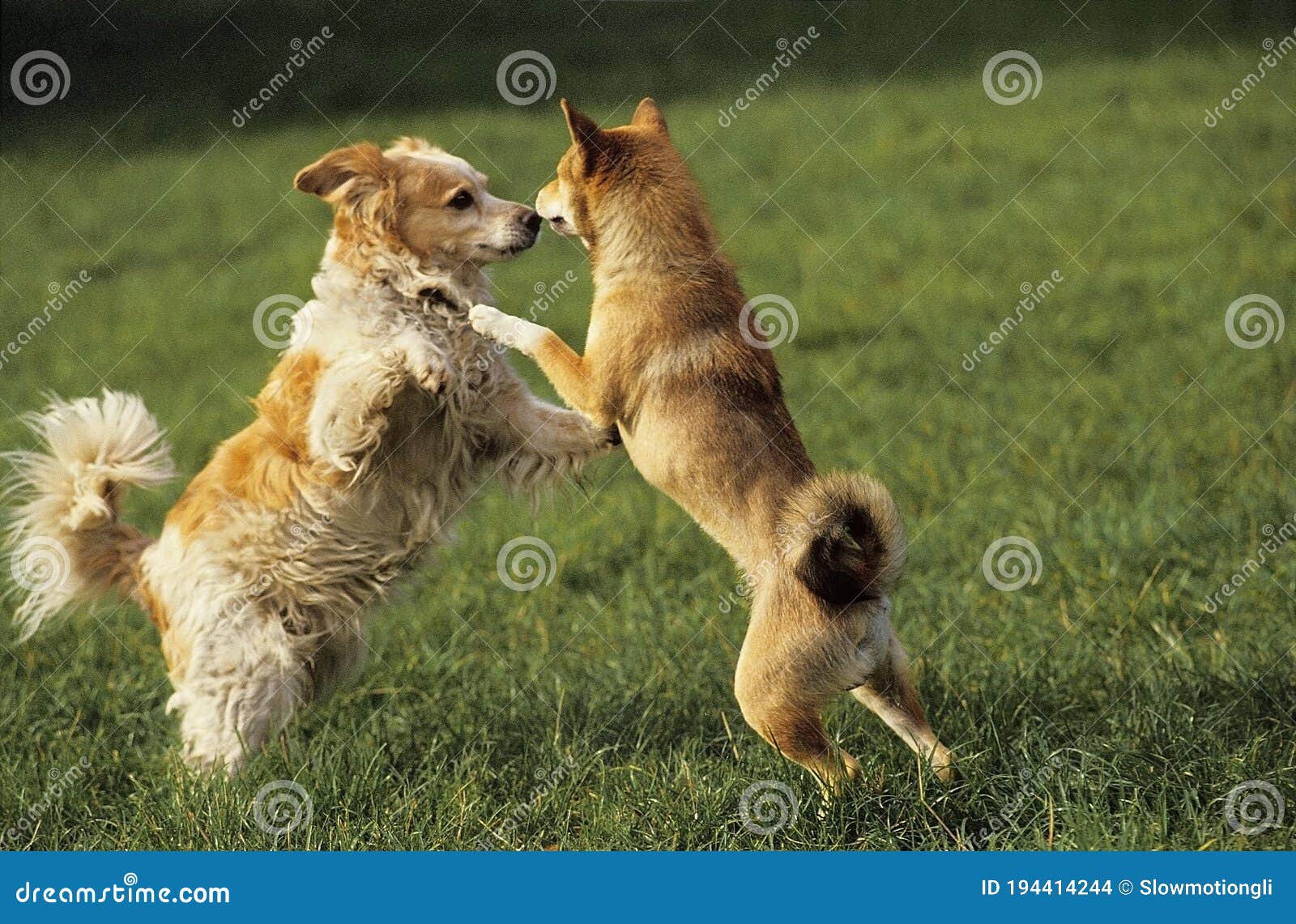 Dos perros jugando foto de archivo. Imagen de perro - 194414244
