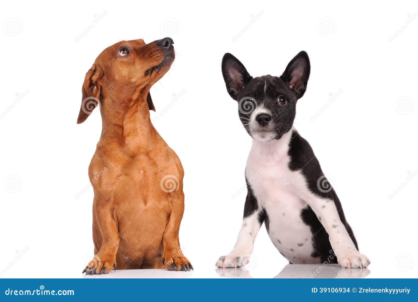 Dos perros junto foto de archivo. Imagen de vigilancia - 39106934