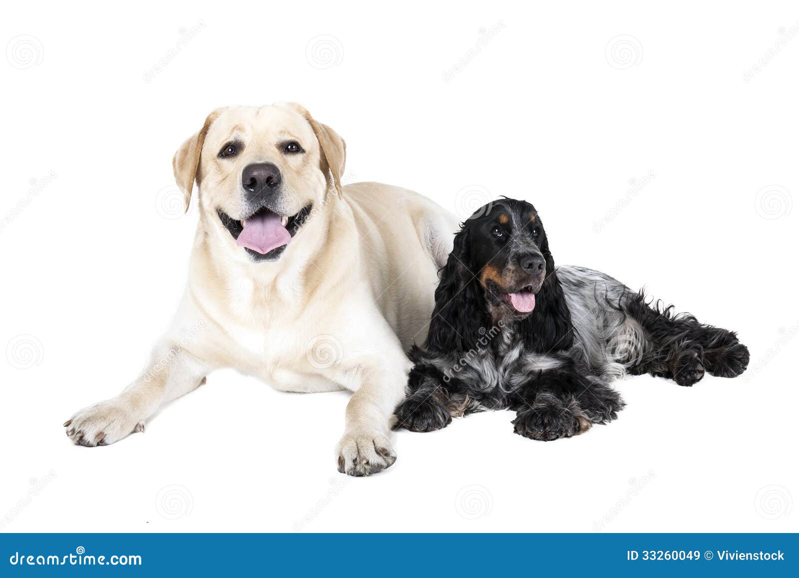 Dos Perros (labrador Retriever E Inglés Cocker Spaniel) Imagen de ...