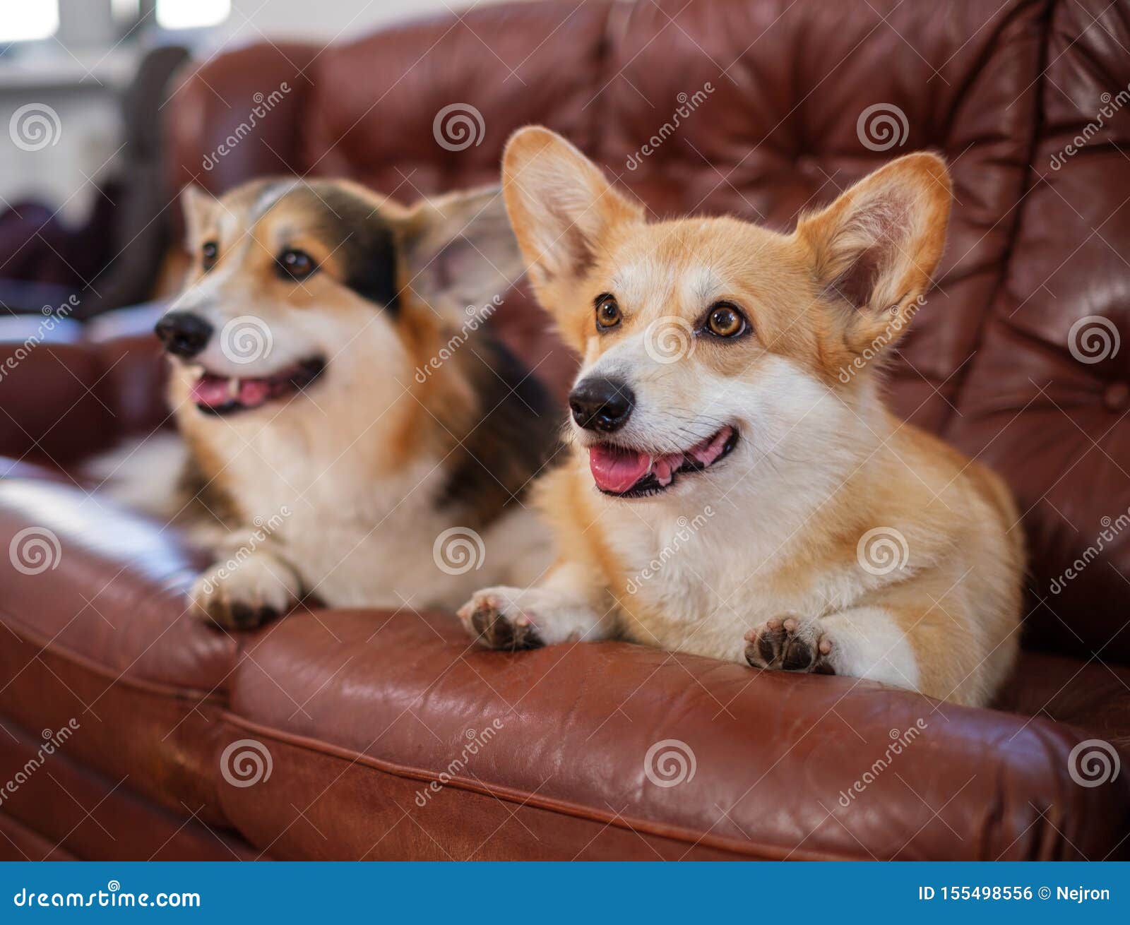 Dos Perros Lindos Del Corgi En Un Sof? Foto de archivo - Imagen de ...