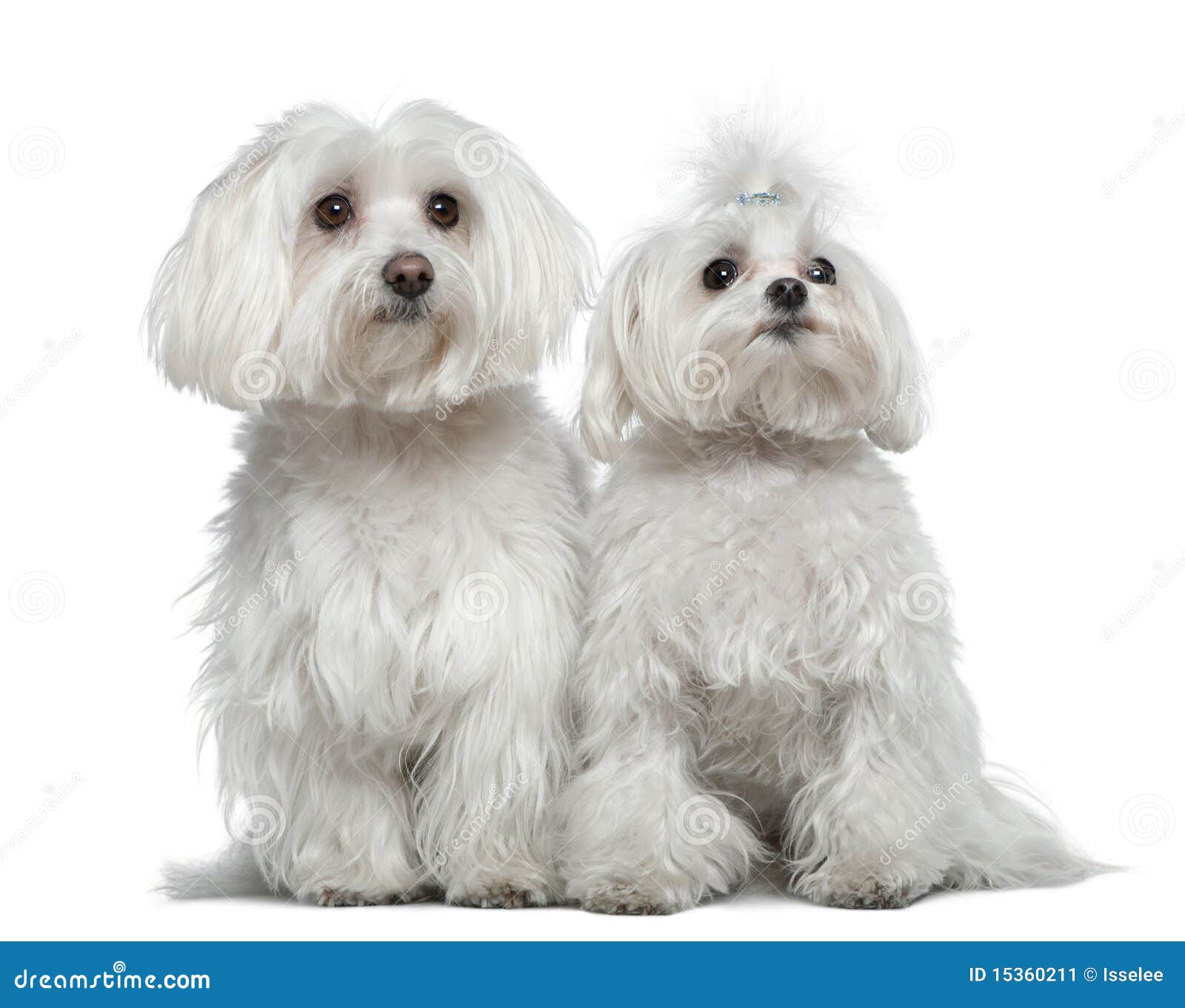 Dos perros malteses imagen de archivo. Imagen de adorable - 15360211