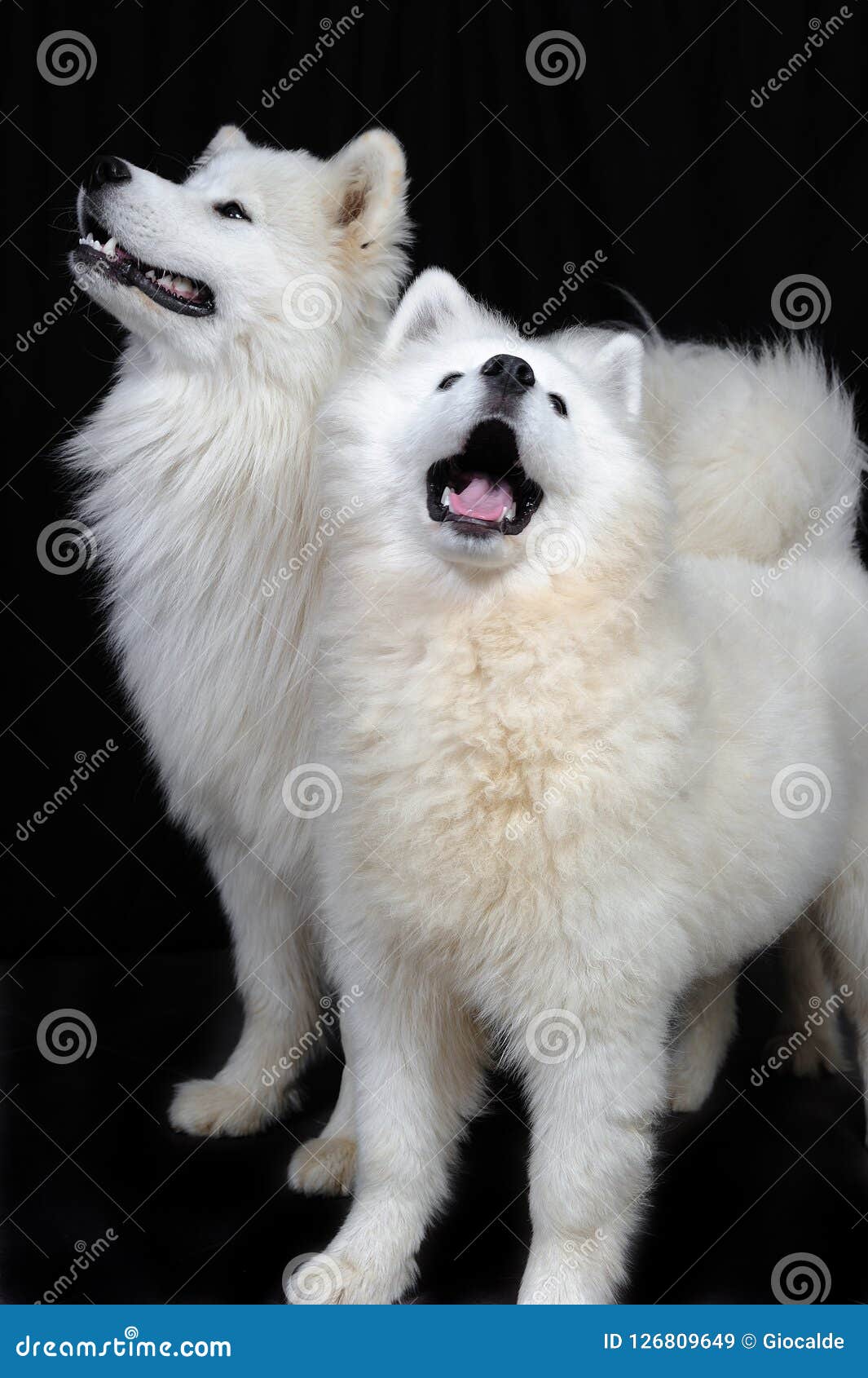 Dos Perros Mullidos Del Samoyedo Imagen de archivo - Imagen de ...