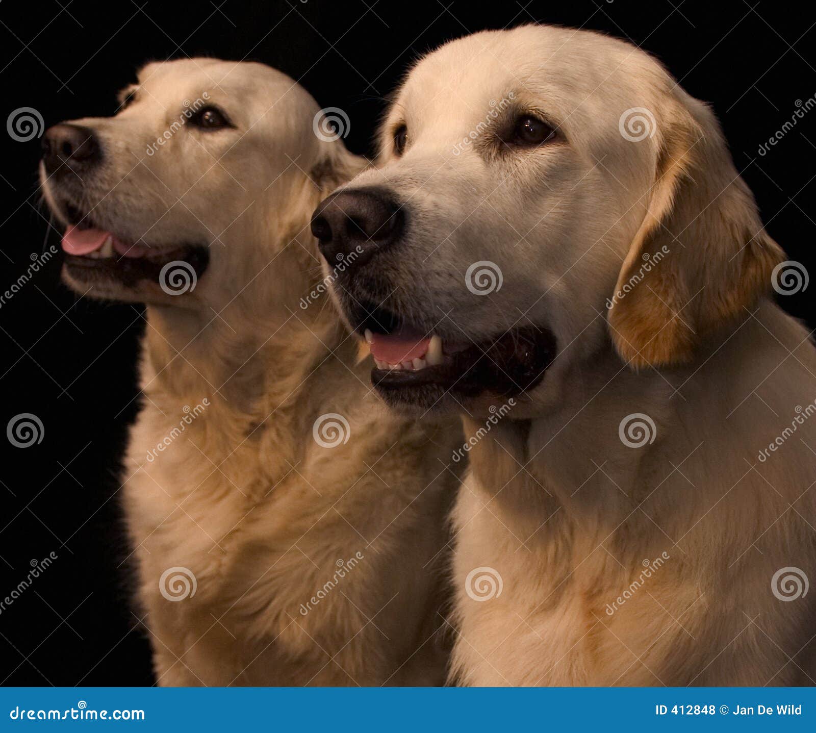 Dos perros perdigueros foto de archivo. Imagen de perro - 412848