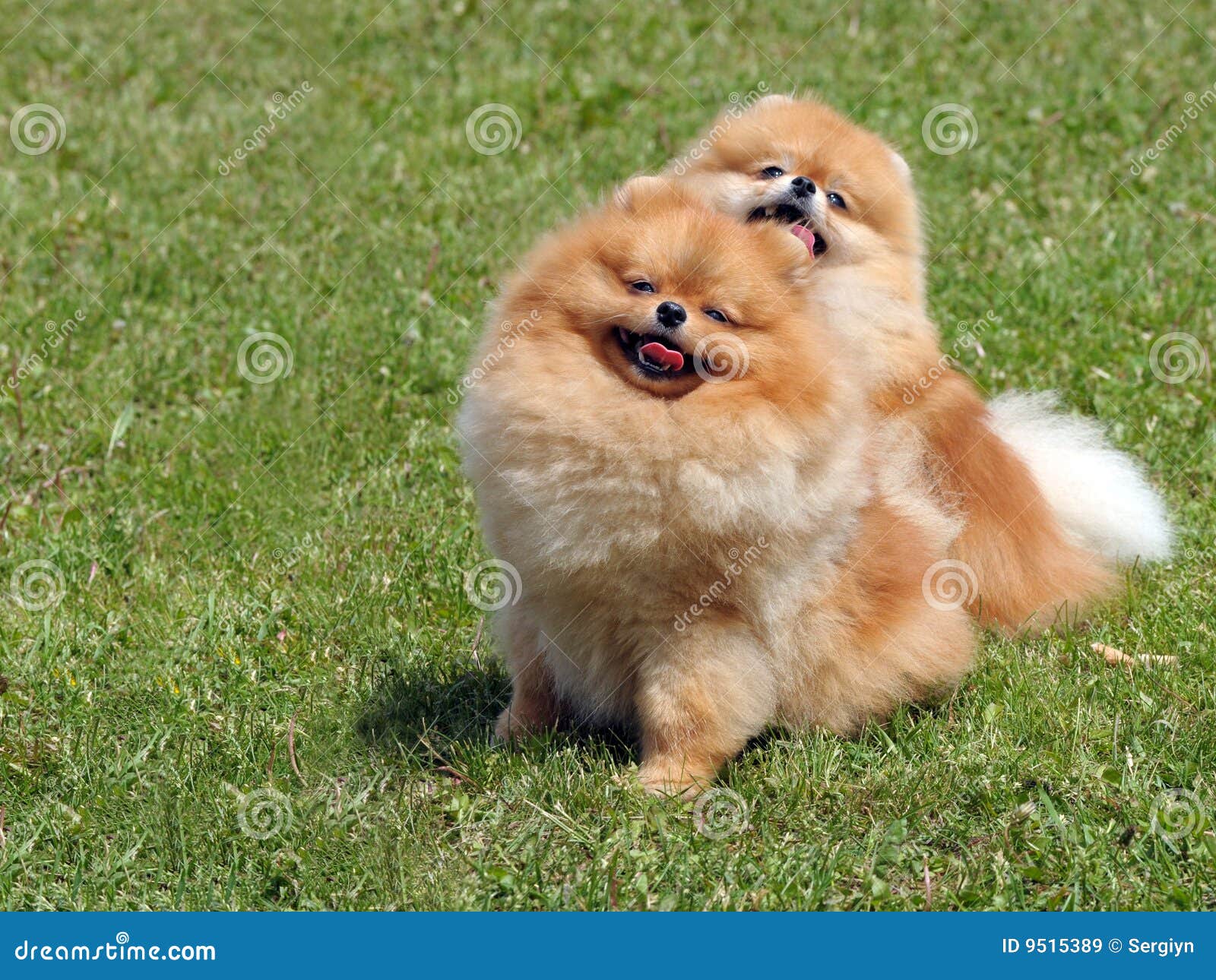 Dos perros pomeranian imagen de archivo. Imagen de familia - 9515389