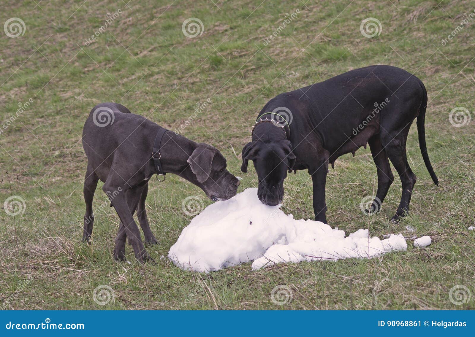 Dos perros que comen nieve imagen de archivo. Imagen de grande - 90968861