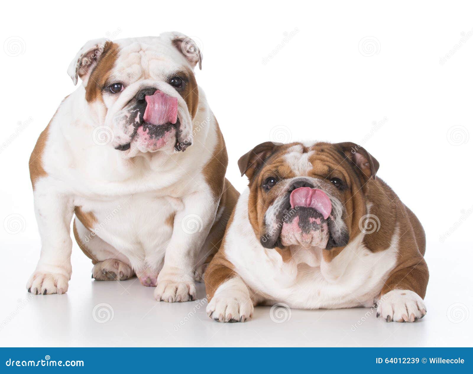 Dos Perros Que Lamen Los Labios Imagen de archivo - Imagen de lengüeta ...